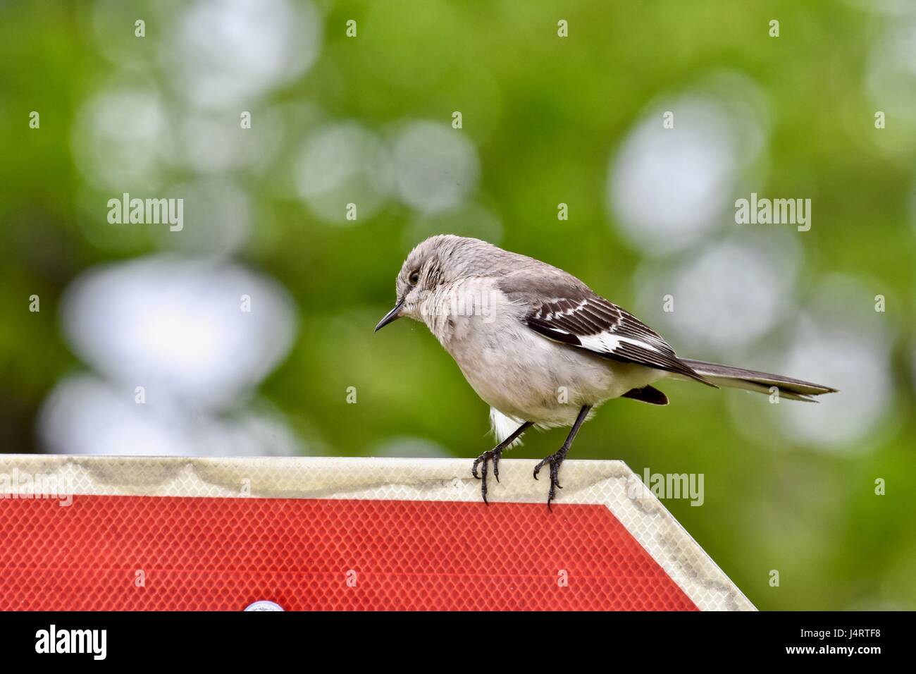 Northern mockingbird (Mimus polyglottos) perched on a stop sign Stock ...