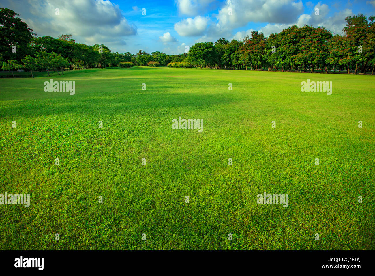 beautiful morning light of green grass lawn in public park use as ...