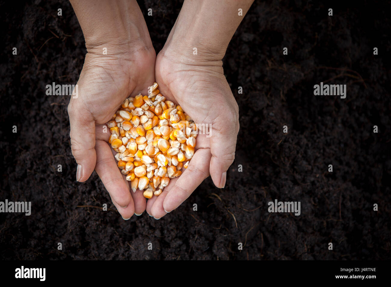 Hand planting corn seed in soil hi-res stock photography and images - Alamy