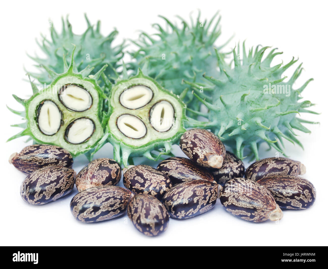 Castor Bean Fruit