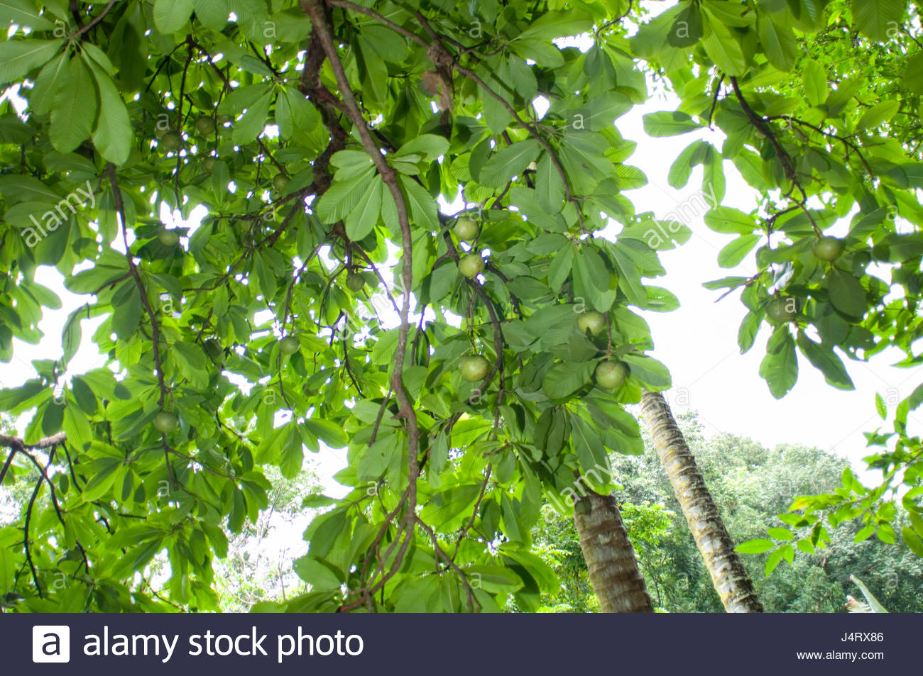 Dillenia Indica High Resolution Stock Photography and Images - Alamy