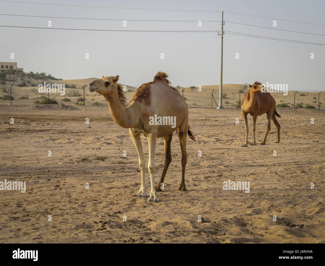 Ship of the desert hi-res stock photography and images - Alamy
