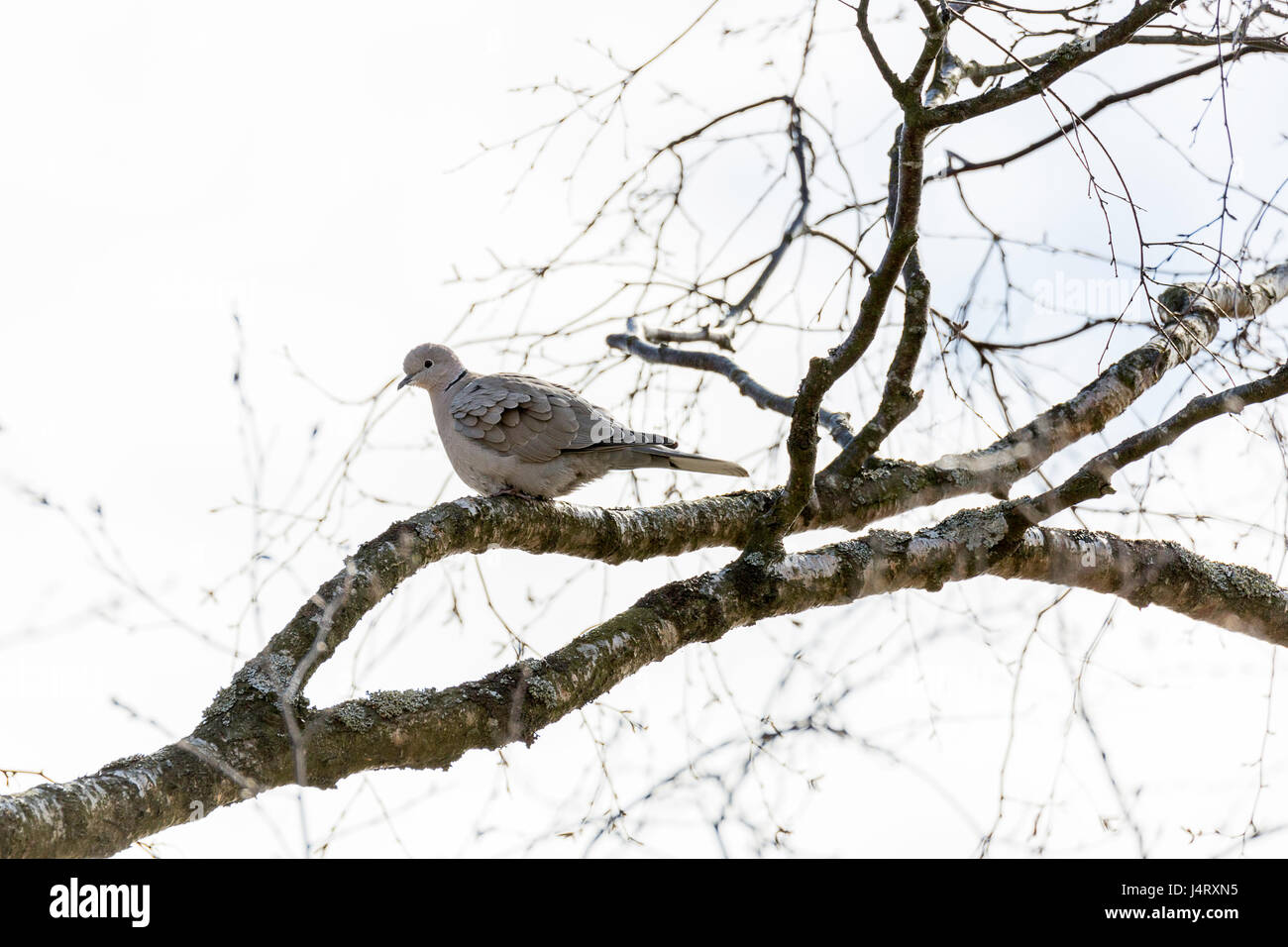 White dove sitting in tree hi-res stock photography and images - Alamy