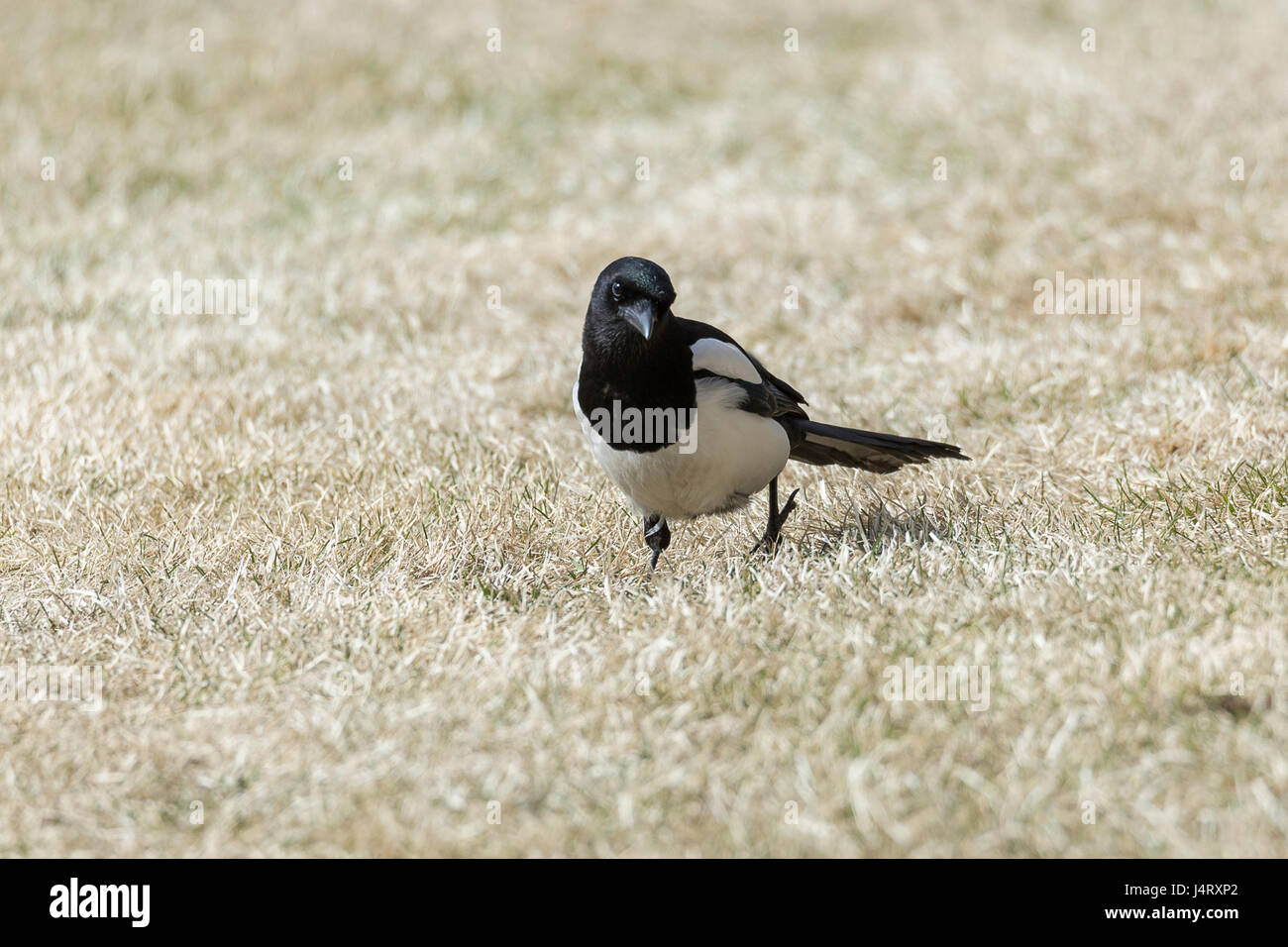Eurasian Magpie Walking on Grass Stock Photo - Alamy