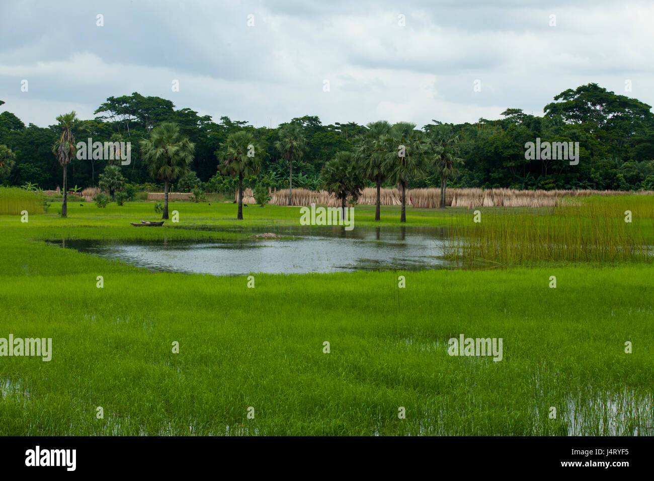 A scenic beauty of rural Bangladesh at Bhanga. Faridpur, Bangladesh ...