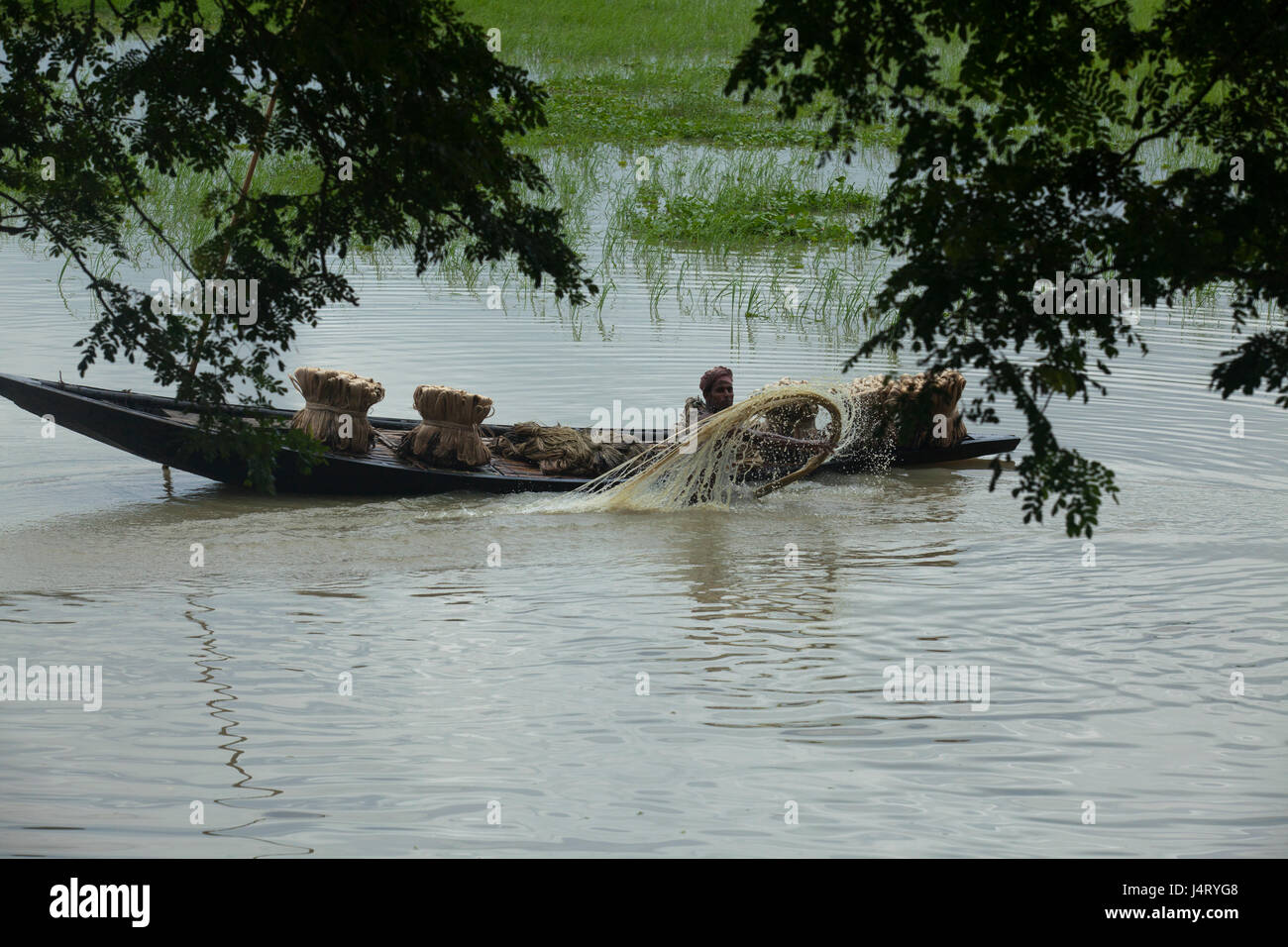 Farmer washing jute fibres in the marsh at Bhanga. Faridpur, Bangladesh ...