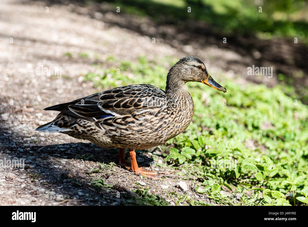 Flock of Ducks in sunny summer day. close up Stock Photo - Alamy
