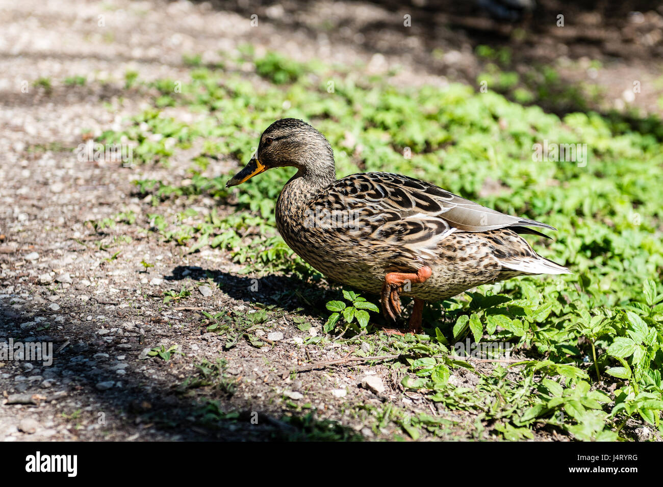 Ducklings looking for food hi-res stock photography and images - Alamy