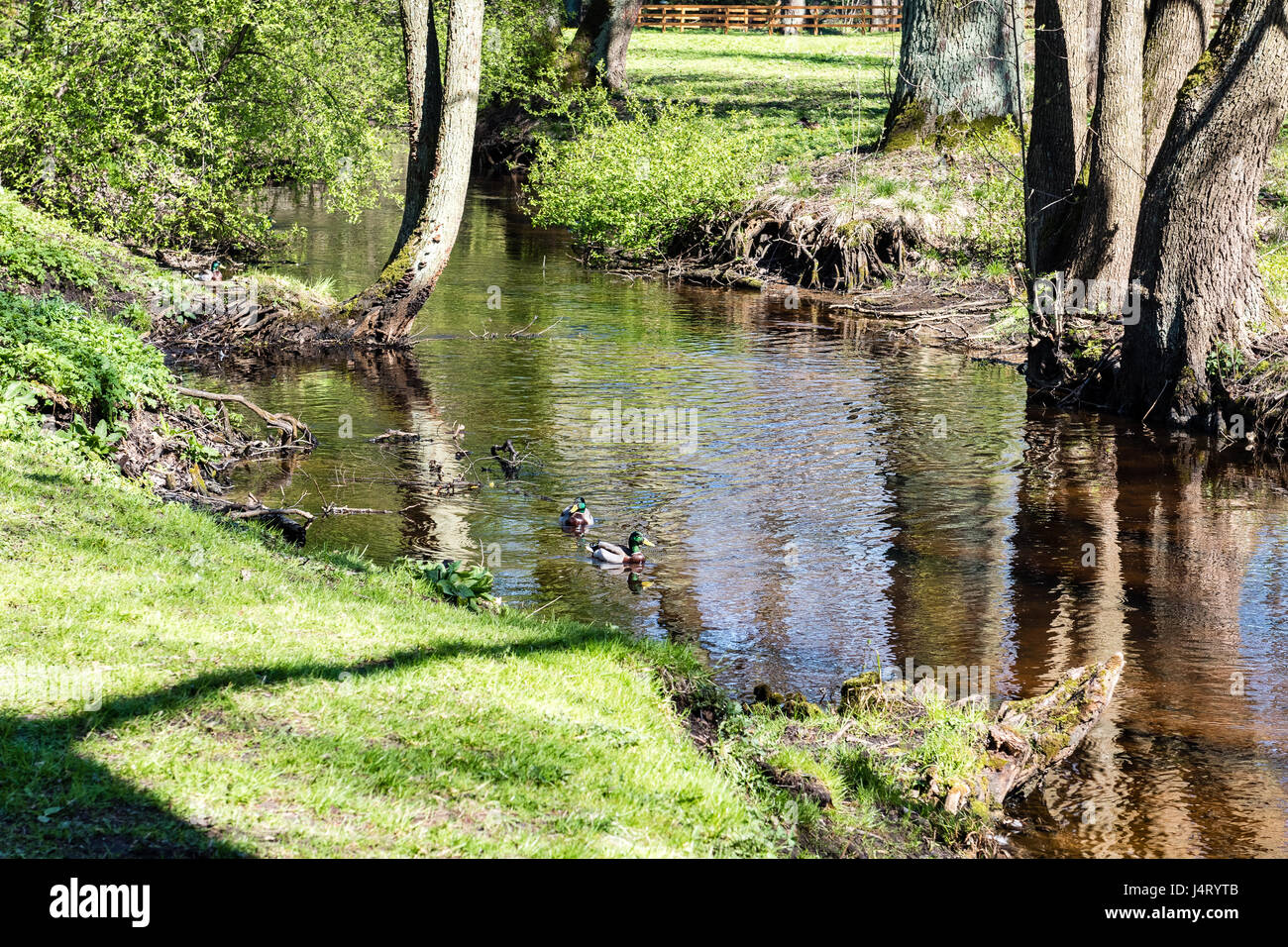scenic spring colored river in country with trees and reflections Stock ...