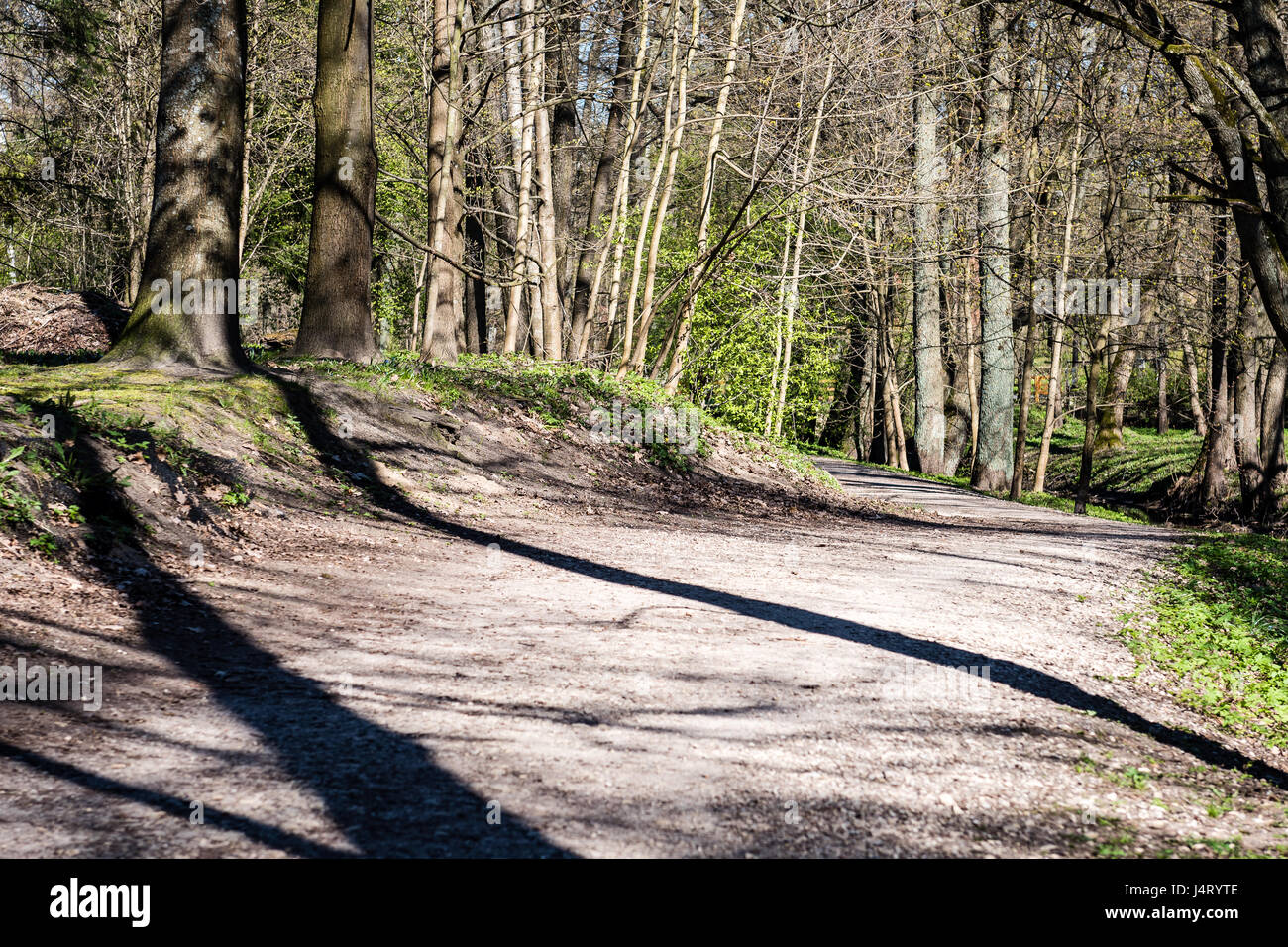 forest road with sun rays and shadowsin the morning in the countryside ...