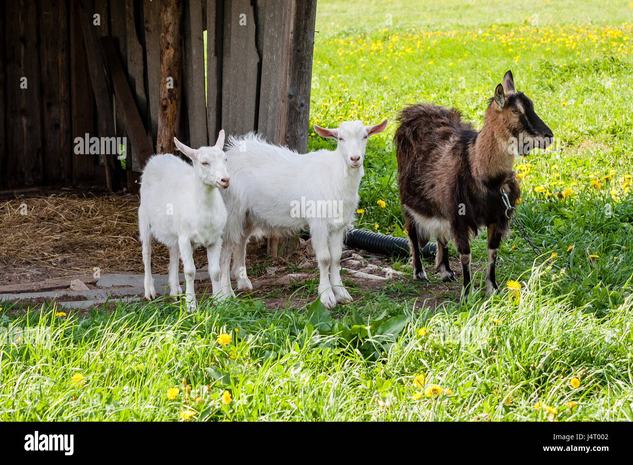 domestic goats in countryside environment in summer Stock Photo - Alamy
