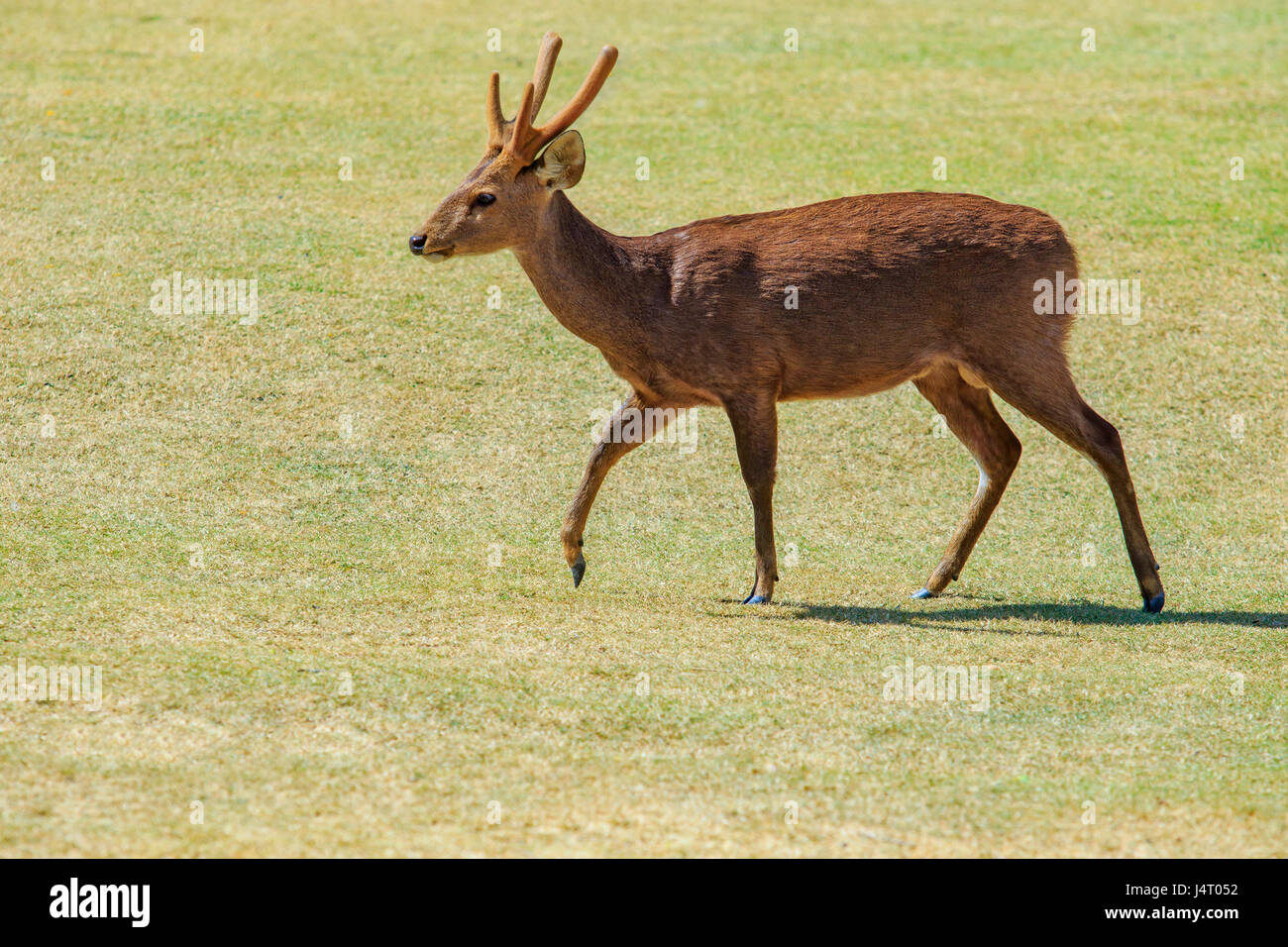Elds deer or brown antlered deer hi-res stock photography and images ...