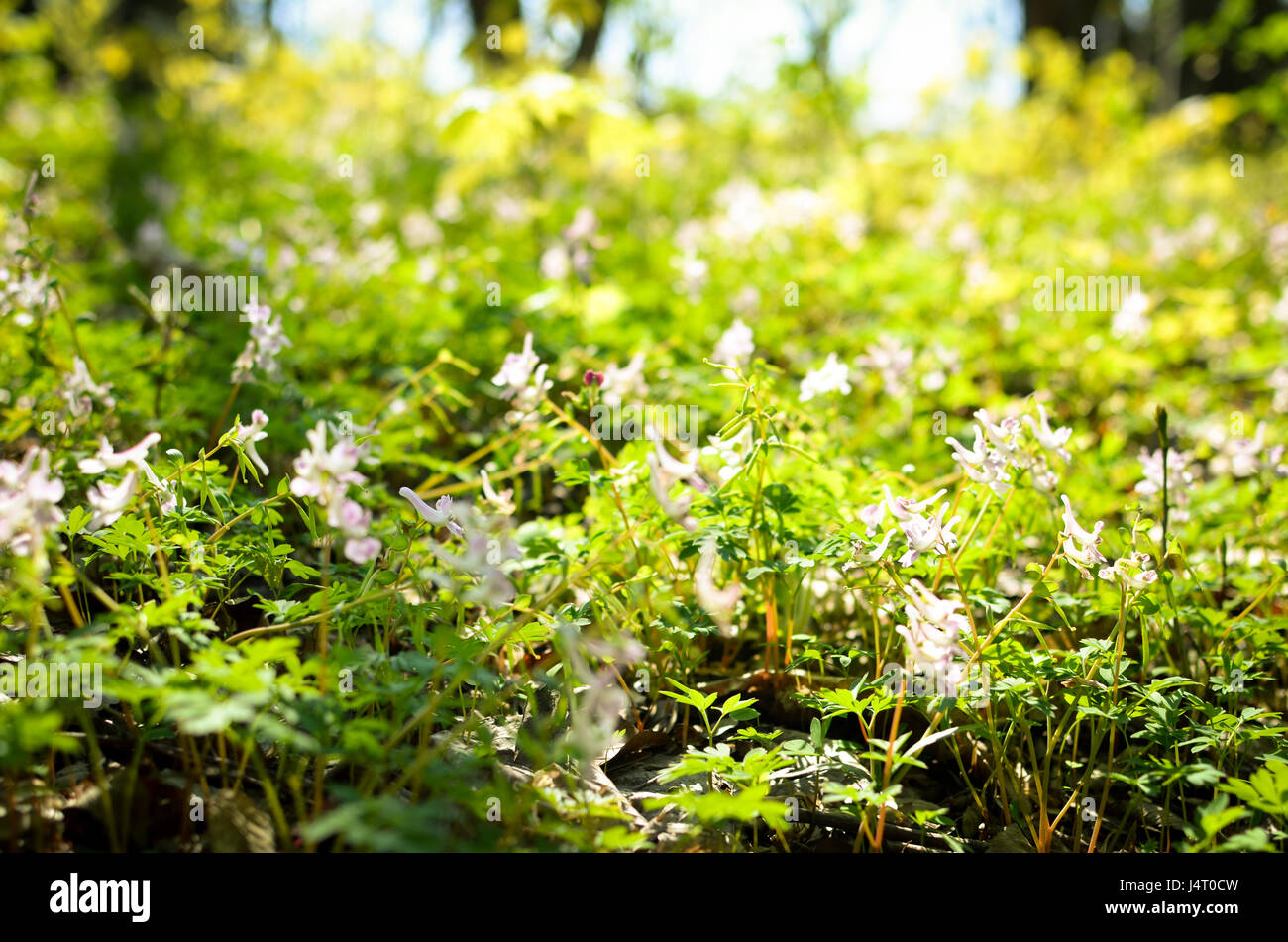 Spring forest flowers hi-res stock photography and images - Alamy