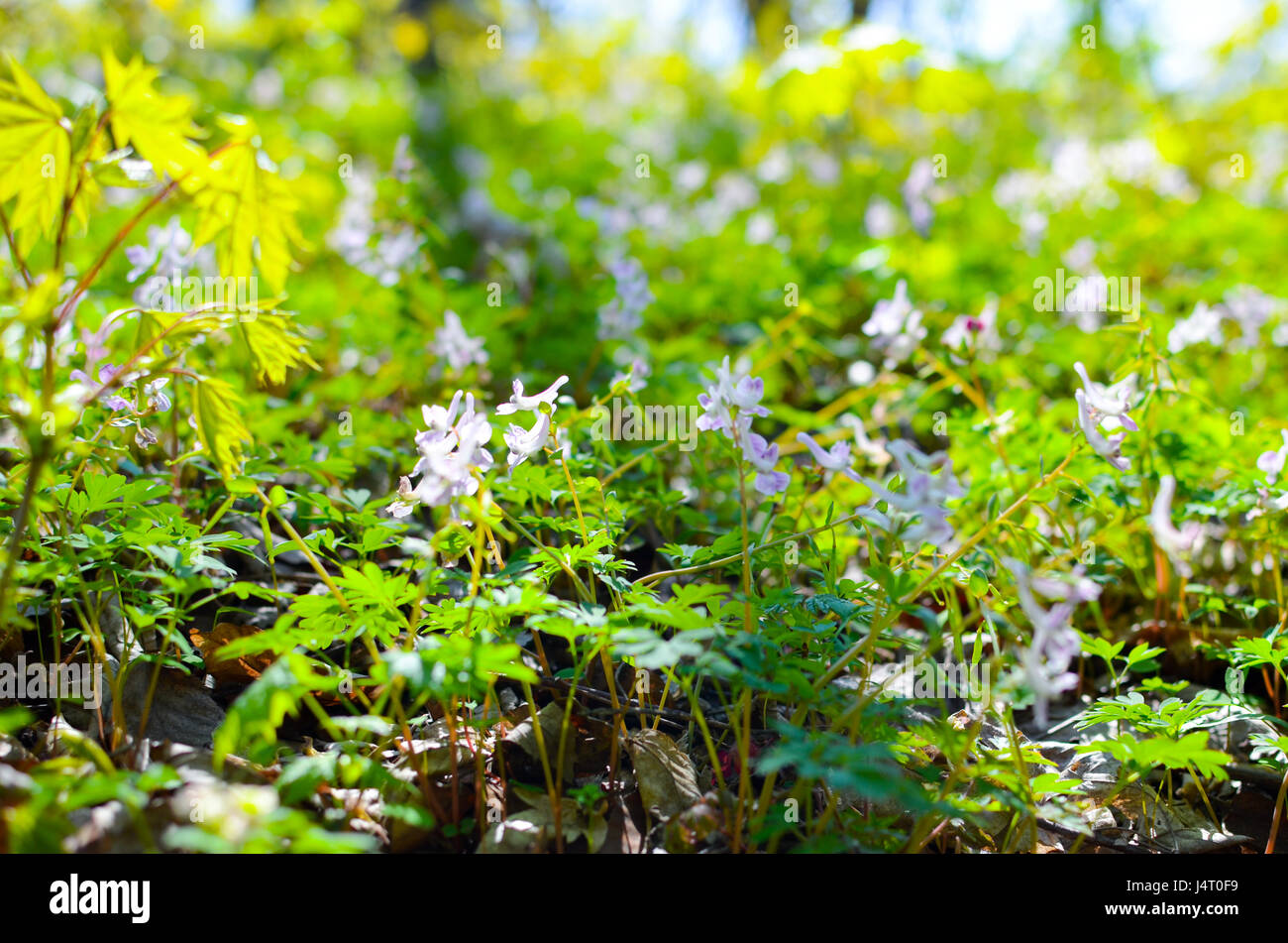 Spring forest flowers scilla bifolia Stock Photo - Alamy