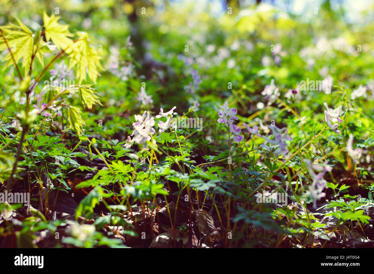Spring forest flowers hi-res stock photography and images - Alamy