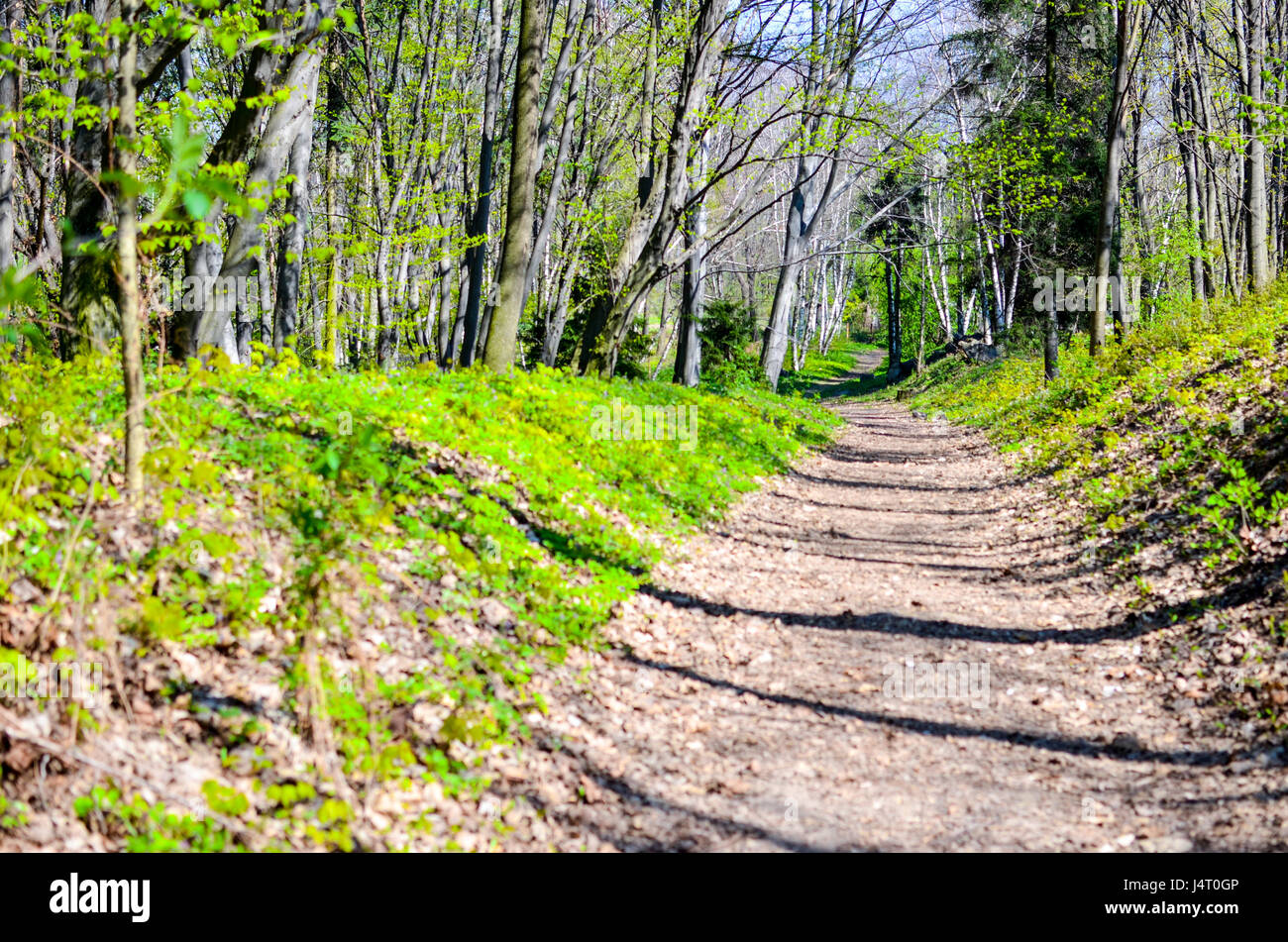Green forest road hiking hi-res stock photography and images - Alamy