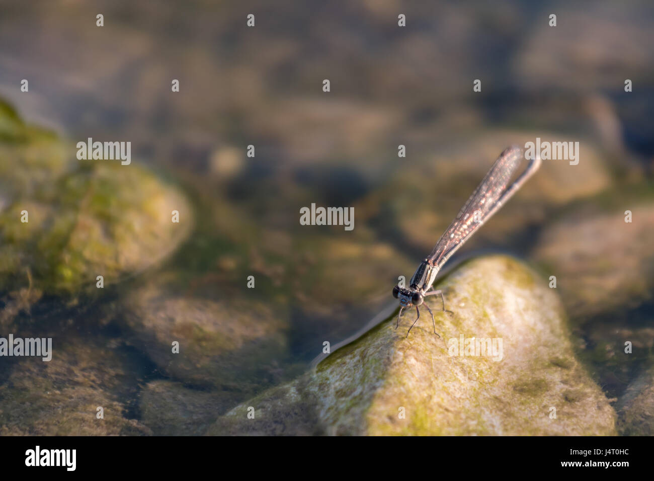 Dragonfly with closed wings hi-res stock photography and images - Alamy