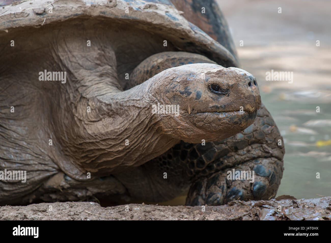 Close up of turtle head looking directly at the camera Stock Photo - Alamy