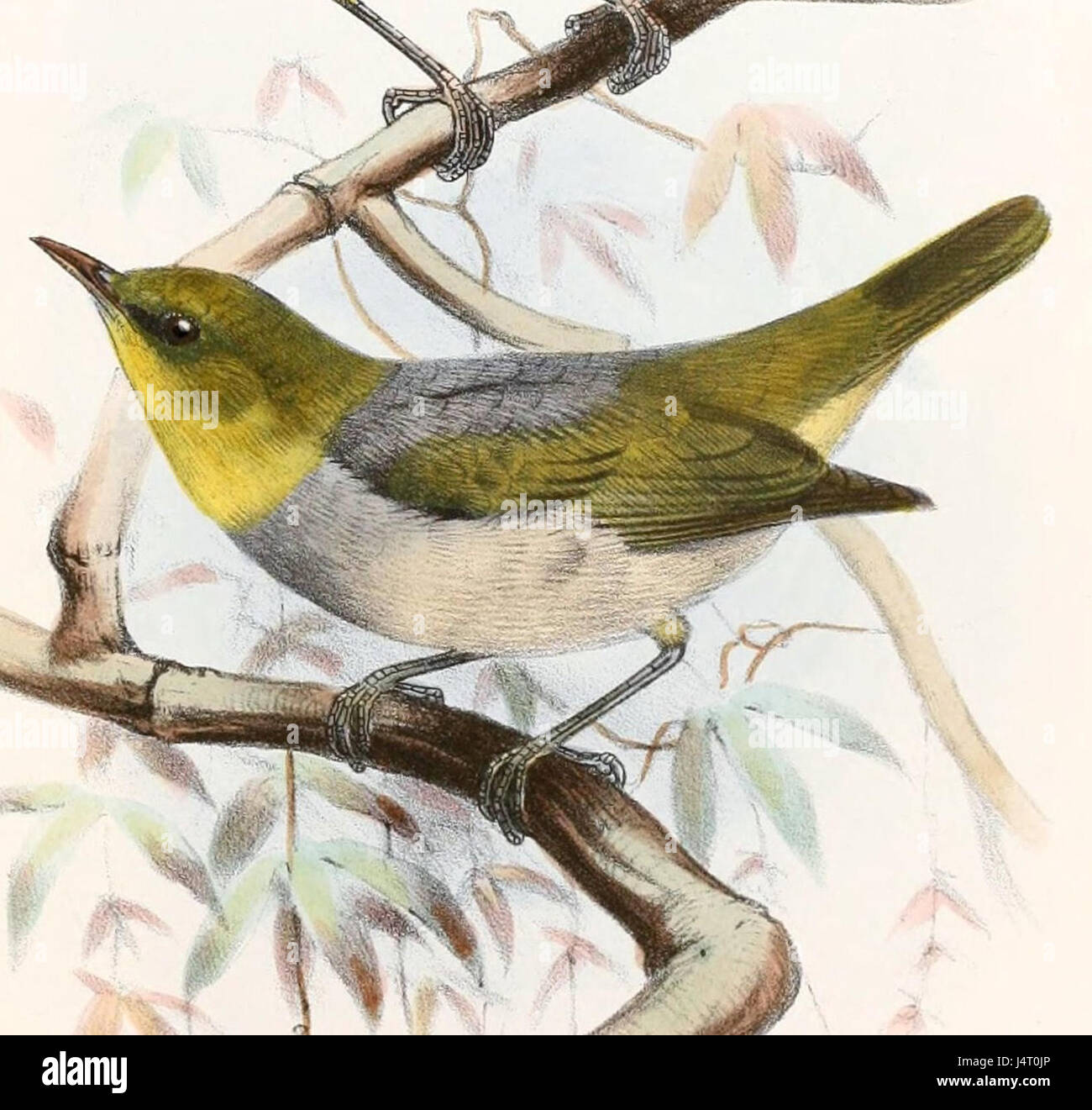 Zosterops lateralis flaviceps Smit Stock Photo - Alamy