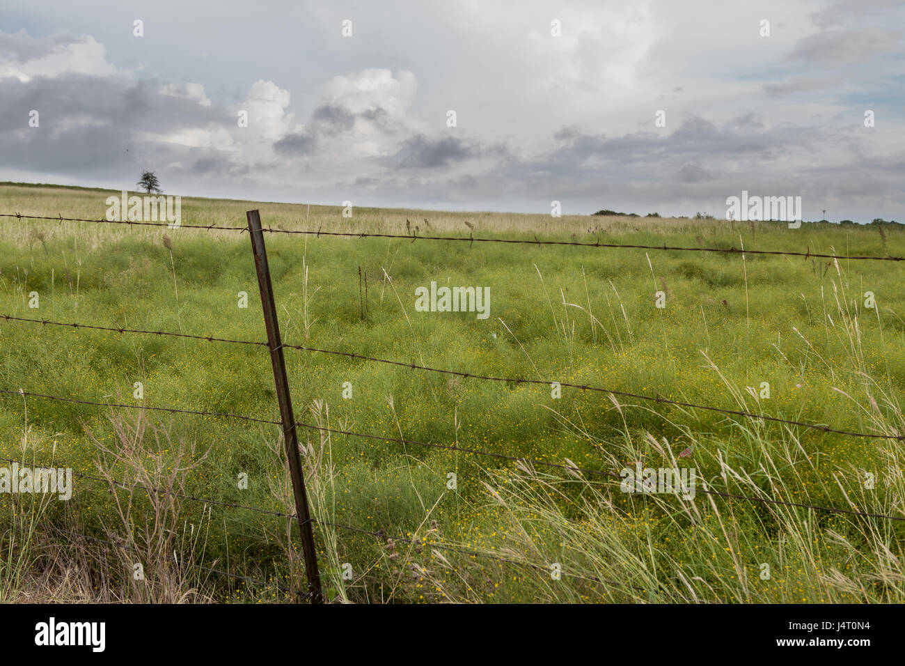 Texas barb wire hi-res stock photography and images - Alamy
