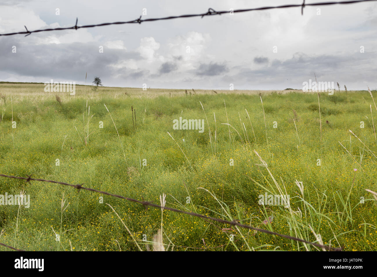 Texas barb wire hi-res stock photography and images - Alamy