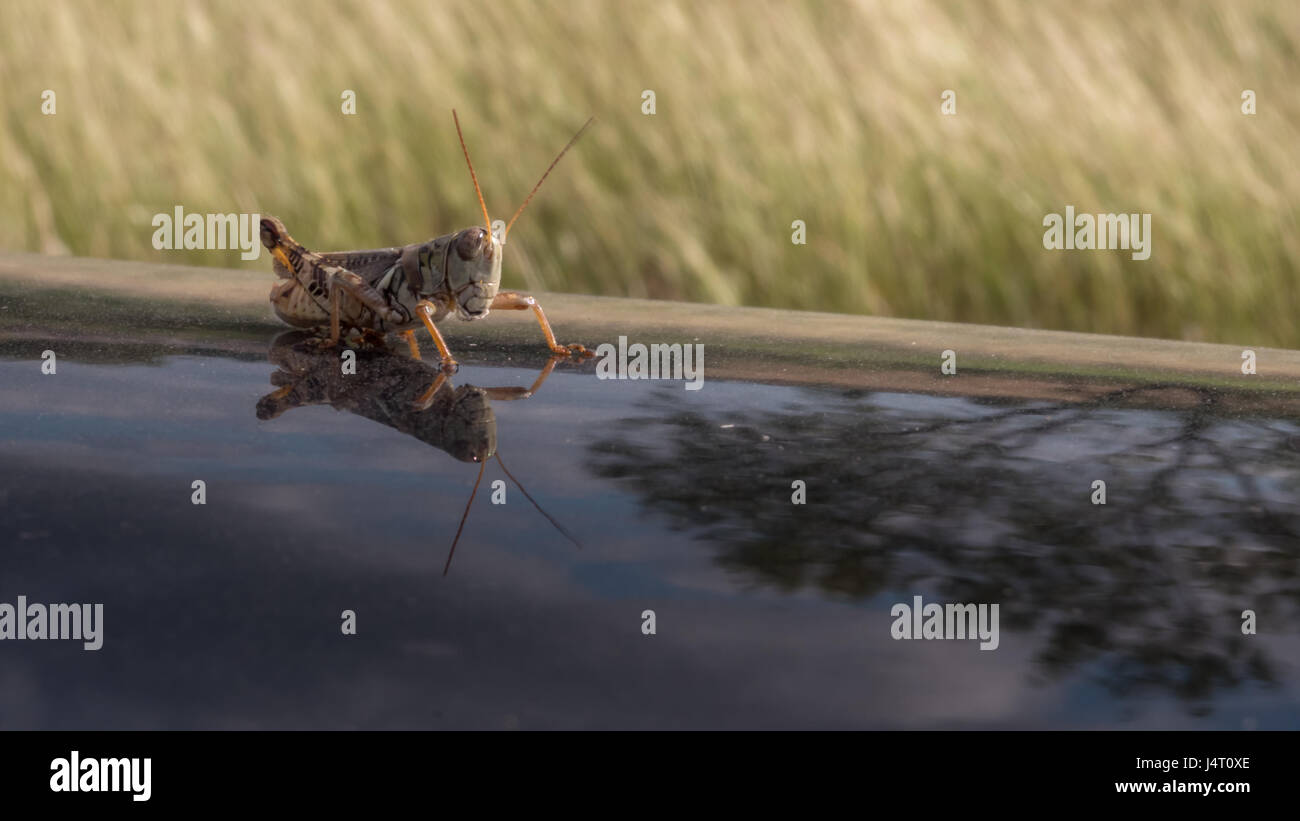 Grasshopper resting on black reflecting surface with tall grass in the ...