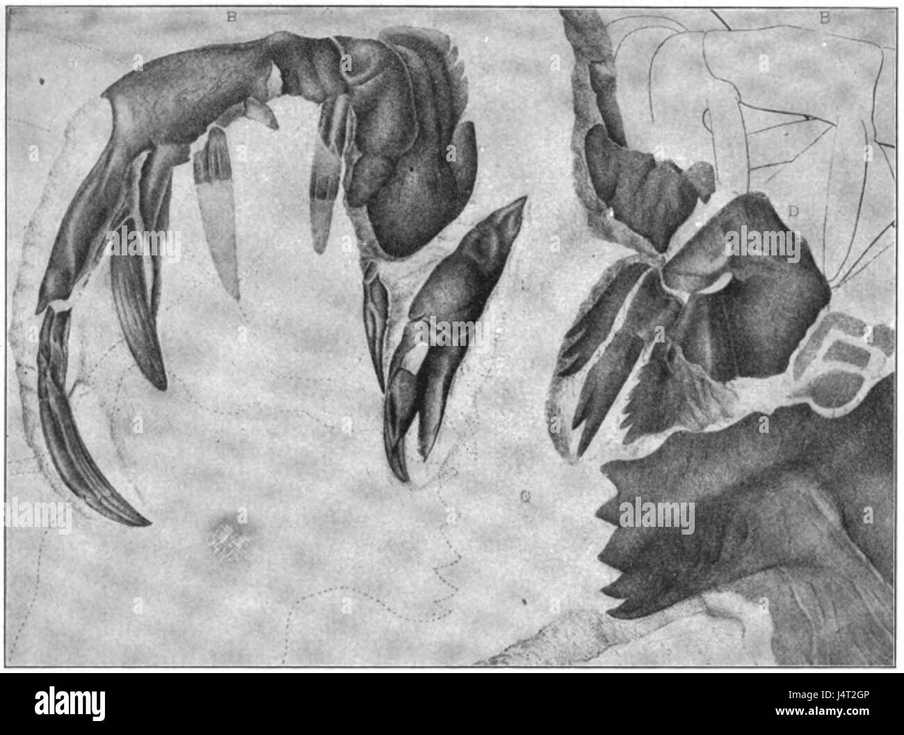 The Eurypterida of New York figure 65 Stock Photo - Alamy