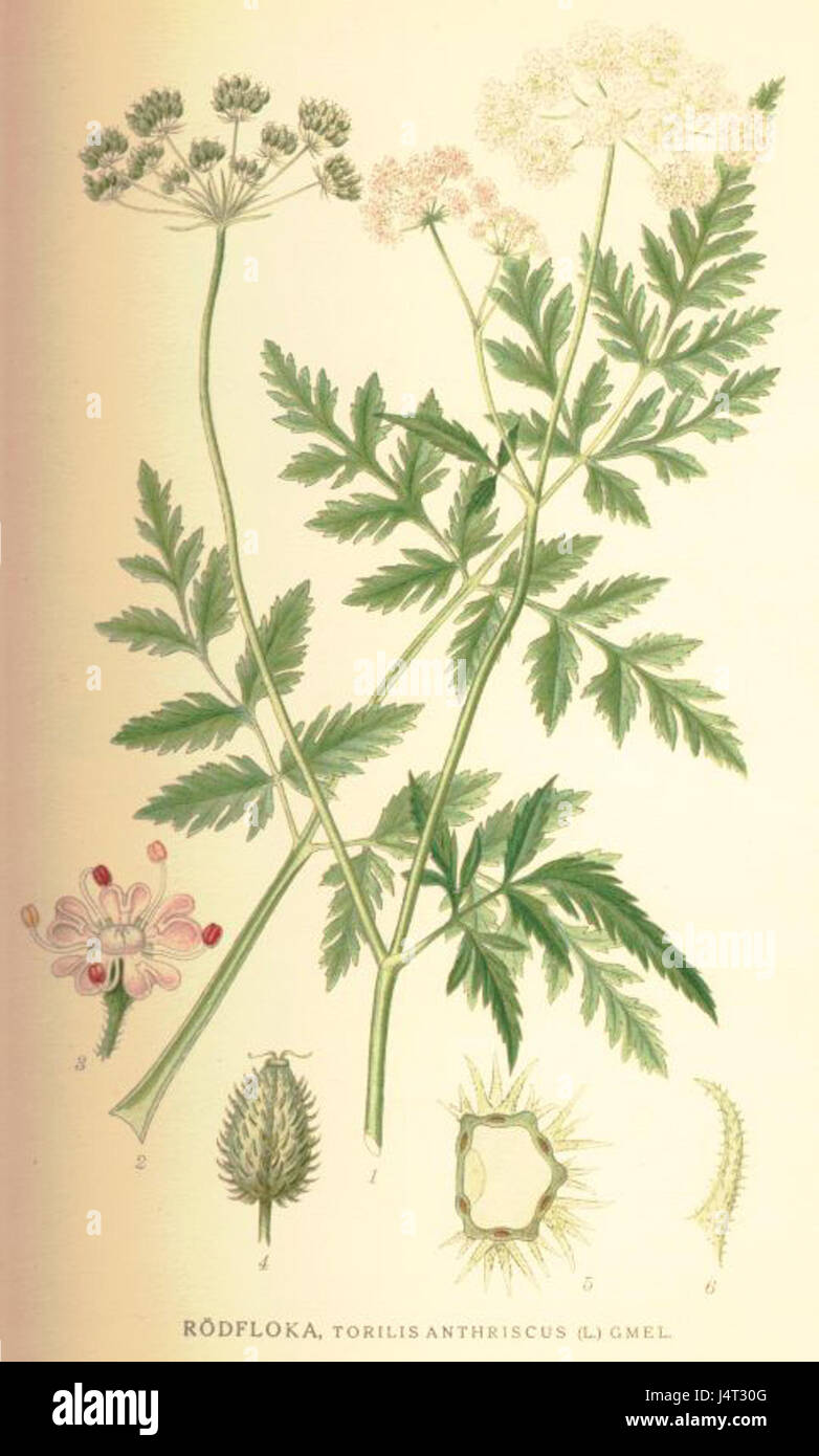 Torilis japonica hi-res stock photography and images - Alamy