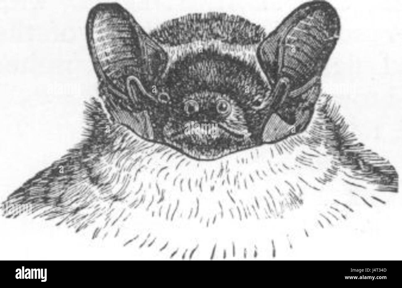 Leislers hi-res stock photography and images - Alamy