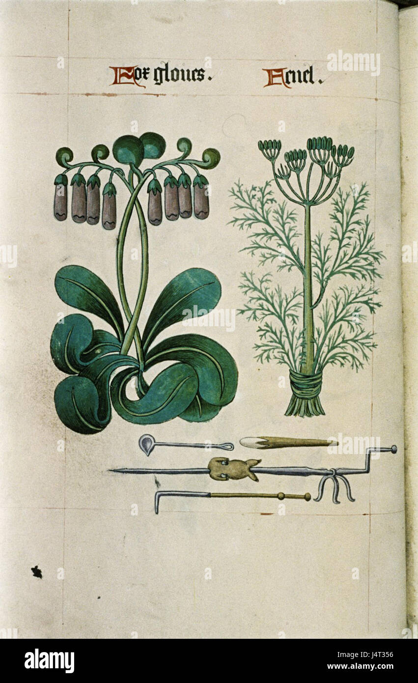 The Tudor pattern book MS. Ashmole 1504 27 Stock Photo - Alamy