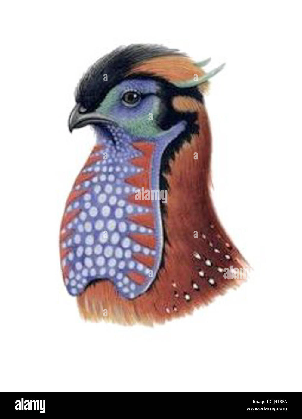 The head of the Tragopan temminckii, also known as Temminck's tragopan ...