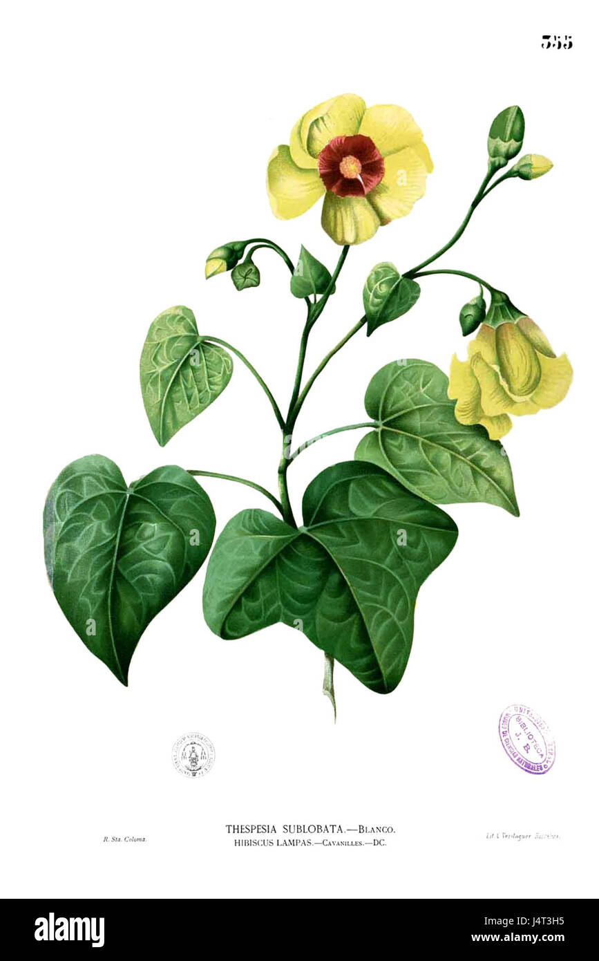 Thespesia populnea portia tree hi-res stock photography and images - Alamy