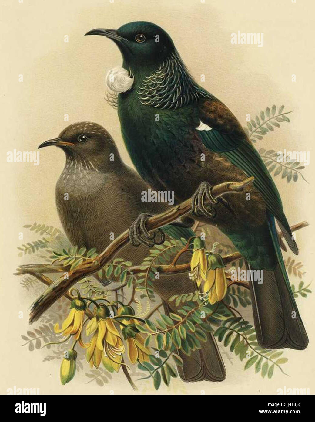 Tui bird native habitat hi-res stock photography and images - Alamy