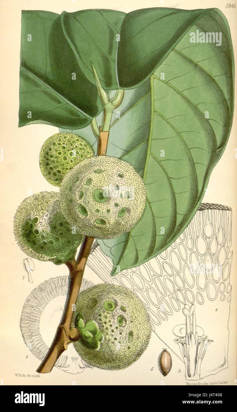 Treculia africana, commonly known as the African breadfruit tree, is a ...