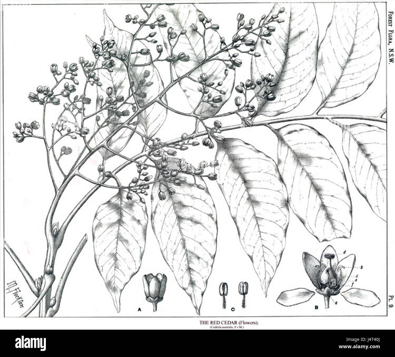 Australian red cedar toona ciliata hi-res stock photography and images ...