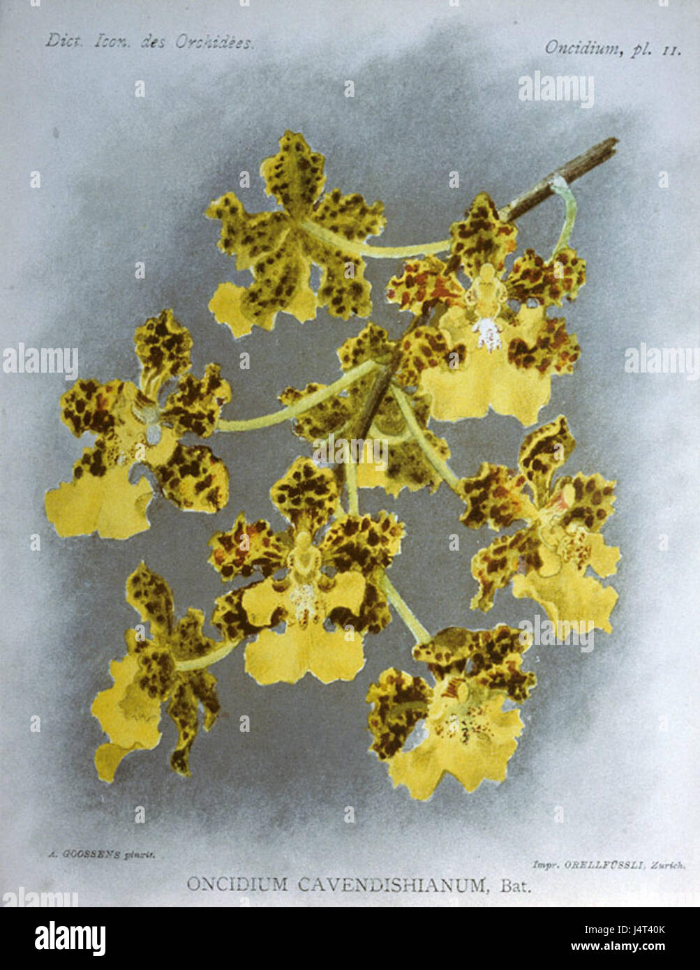 Trichocentrum hi-res stock photography and images - Alamy