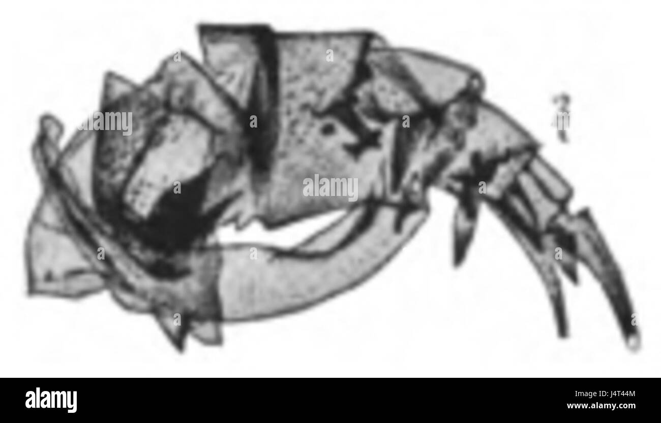 This figure from 'The Eurypterida of New York' depicts one of the ...