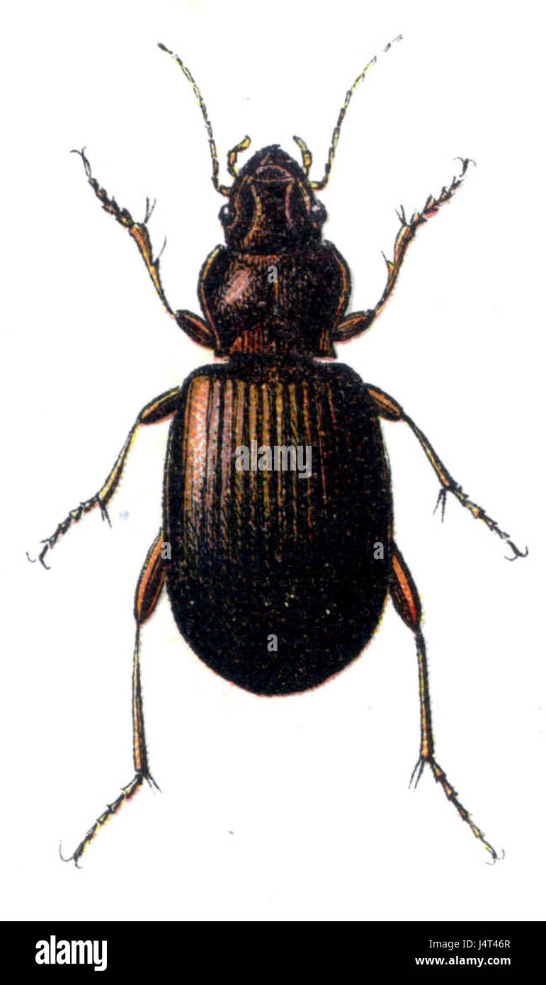 Carabidae hi-res stock photography and images - Alamy
