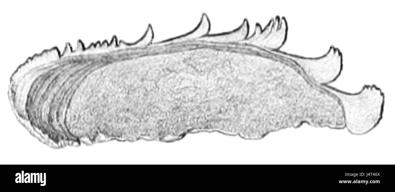 Tryblidium reticulatum is a species of marine mollusk, known for its ...