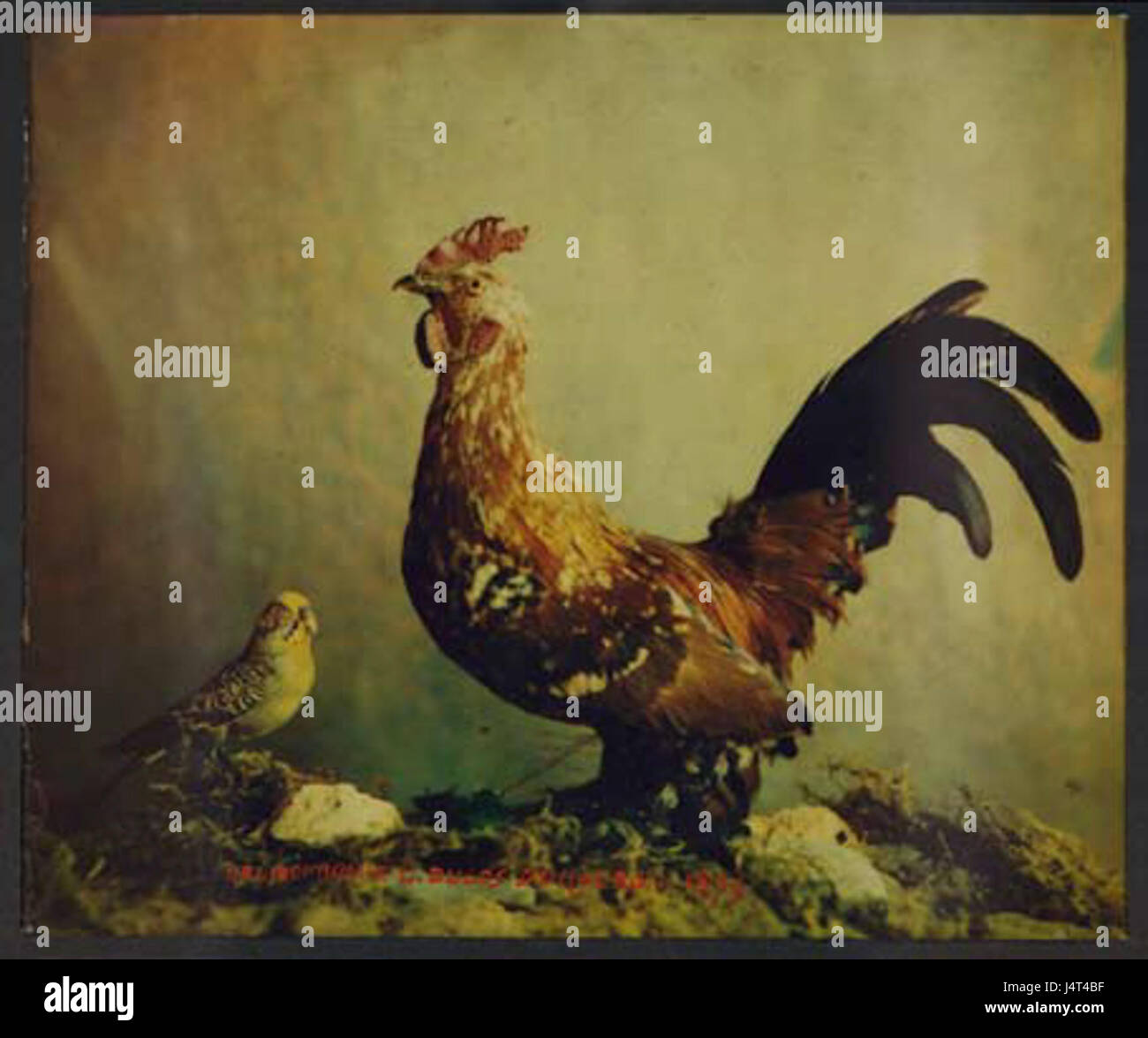 Trichromatic theory hi-res stock photography and images - Alamy