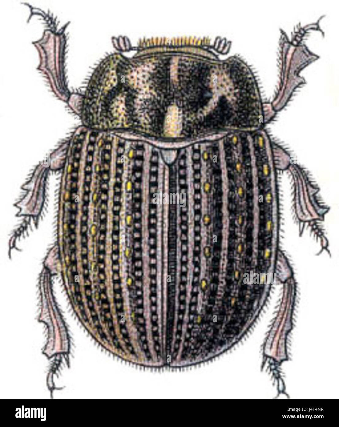 Trox hi-res stock photography and images - Alamy