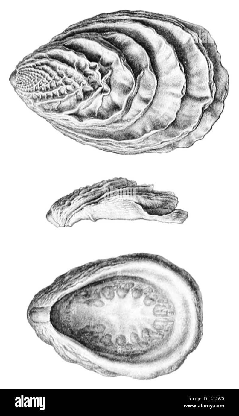 Tryblidium reticulatum is a species of mollusk, known for its ...