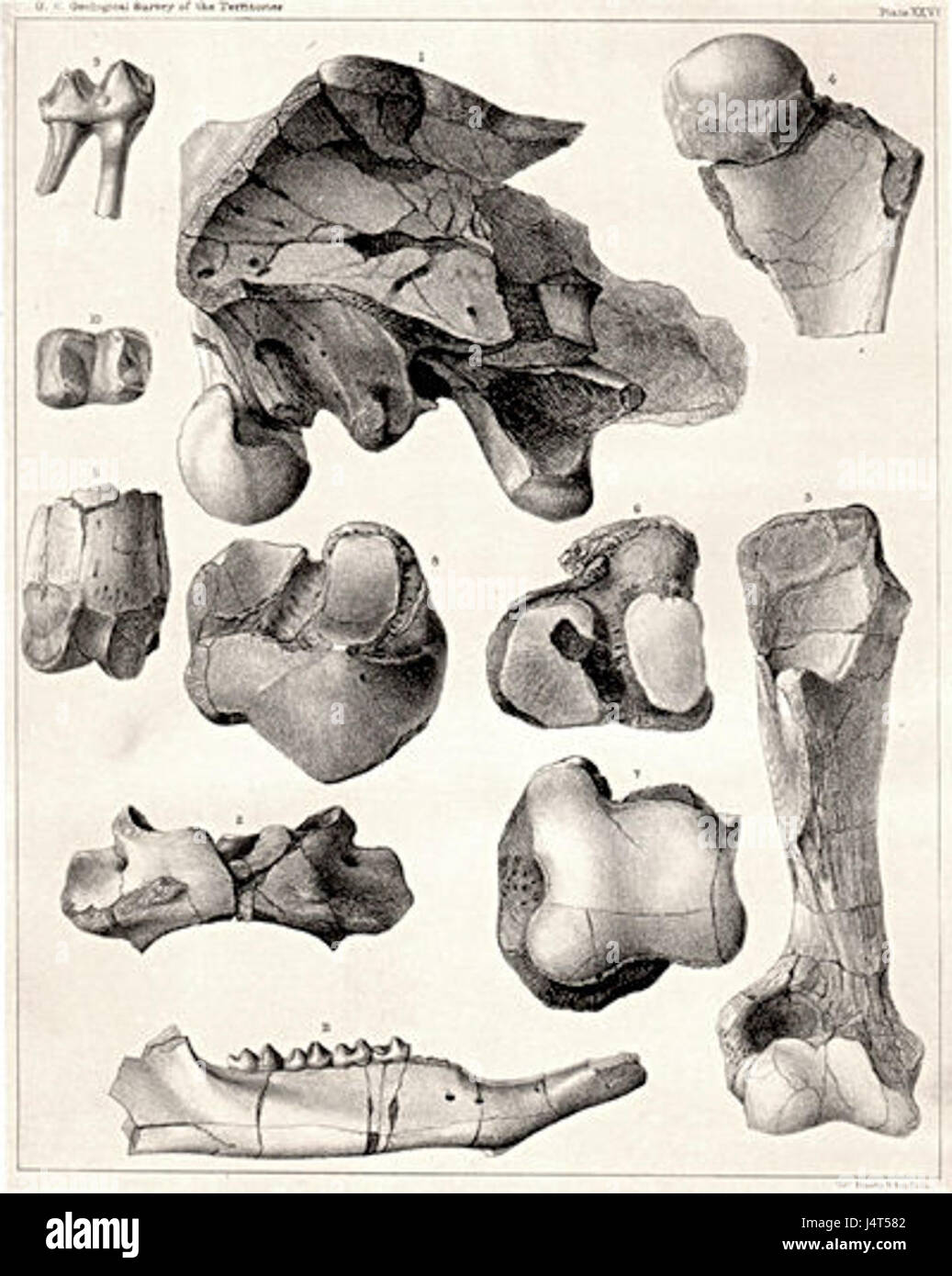 Prehistoric mammals hi-res stock photography and images - Alamy