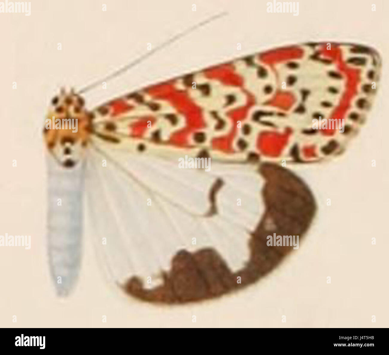 Utetheisa pulchella hi-res stock photography and images - Alamy
