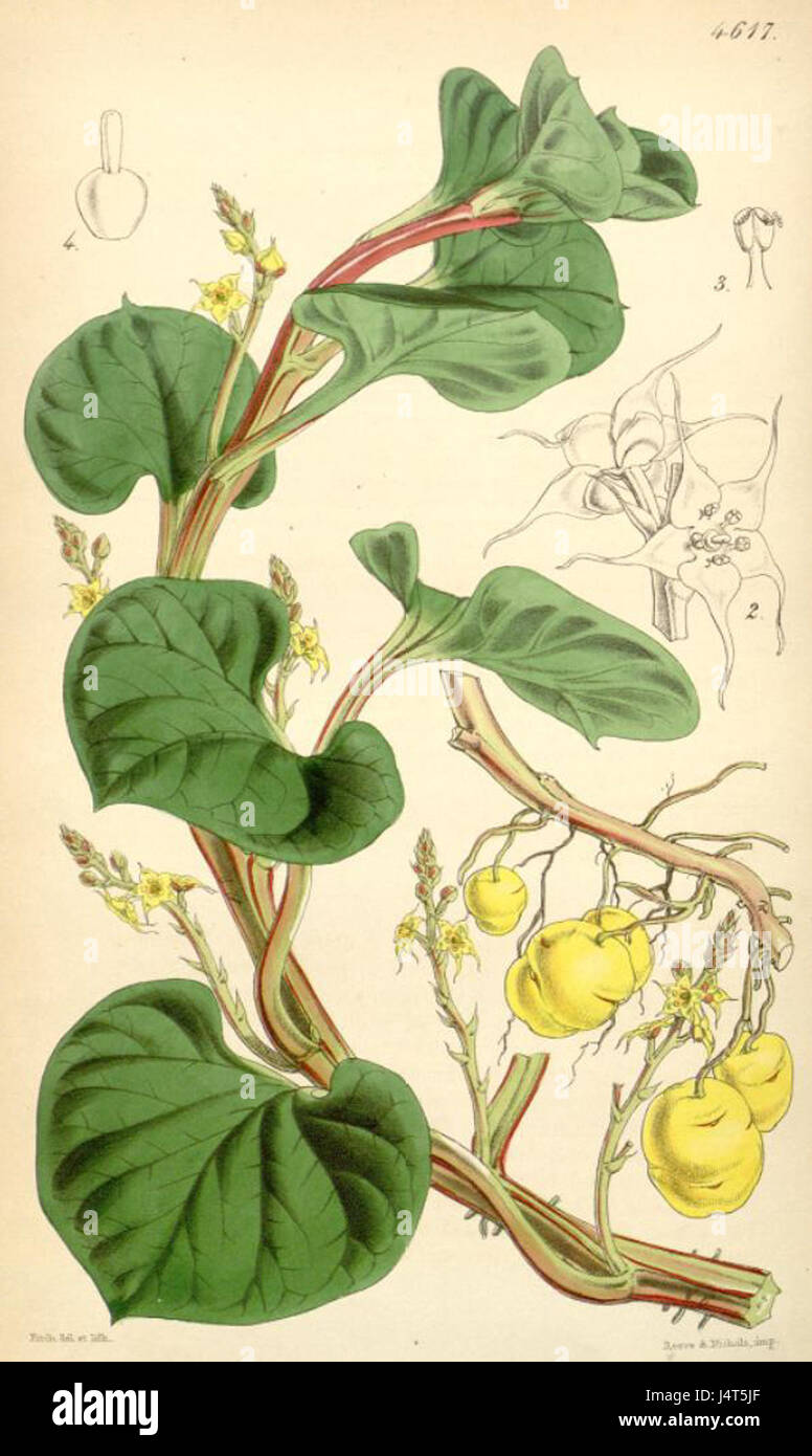 Ullucus tuberosus hi-res stock photography and images - Alamy