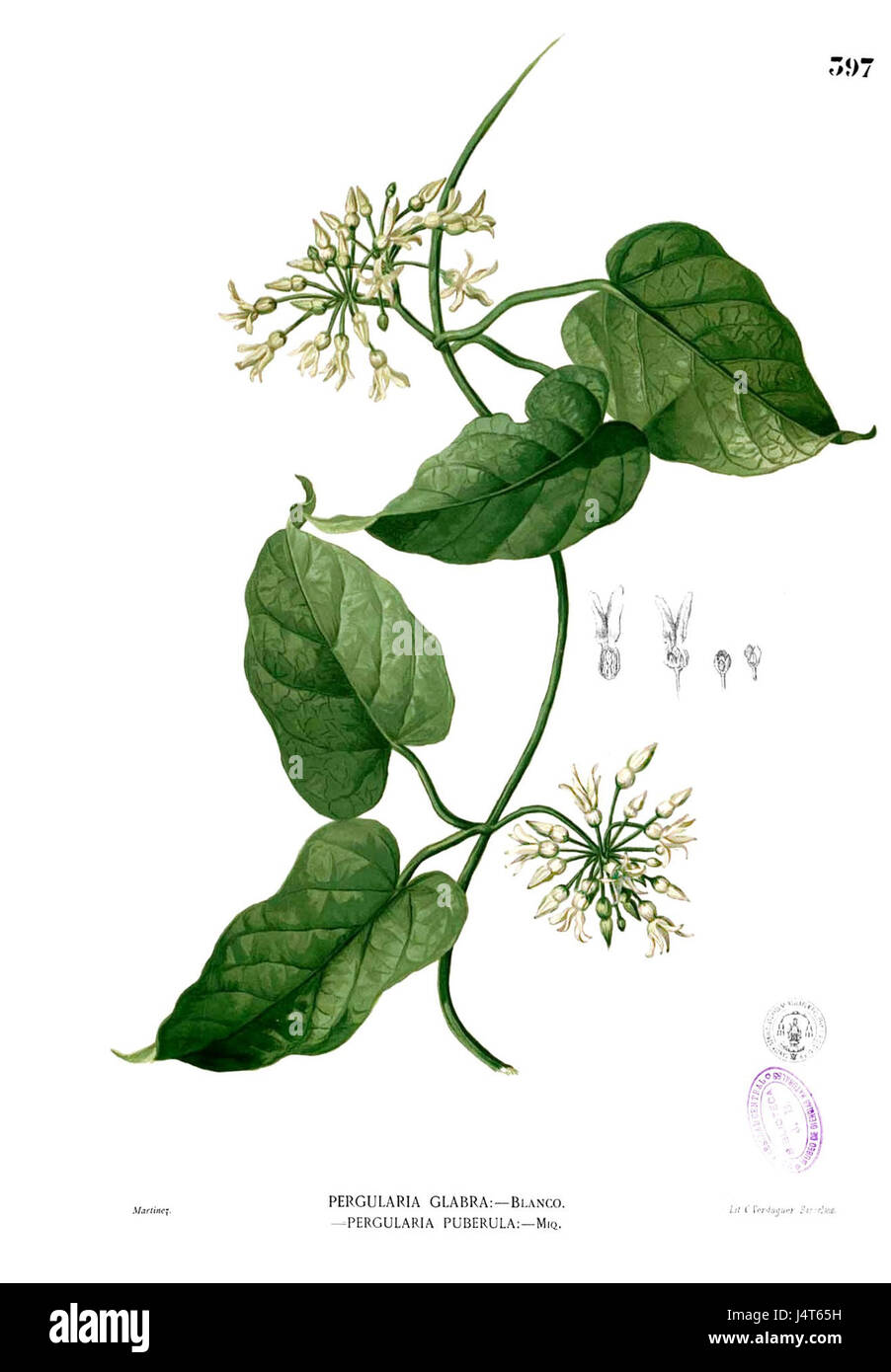 Vallaris glabra hi-res stock photography and images - Alamy