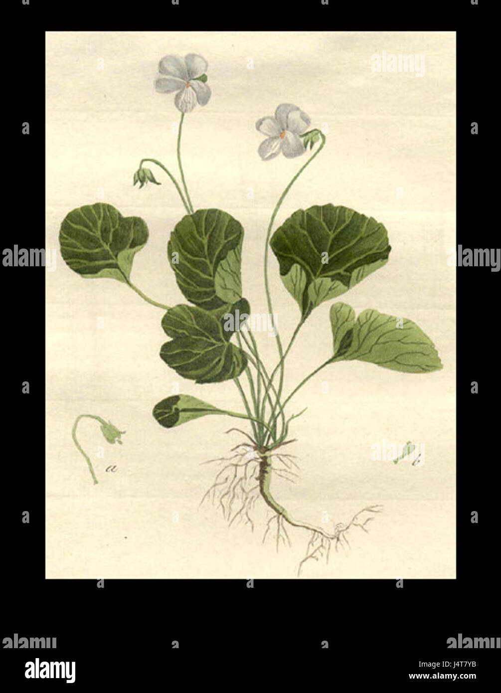 Viola palustris, commonly known as marsh violet, is a species from the ...
