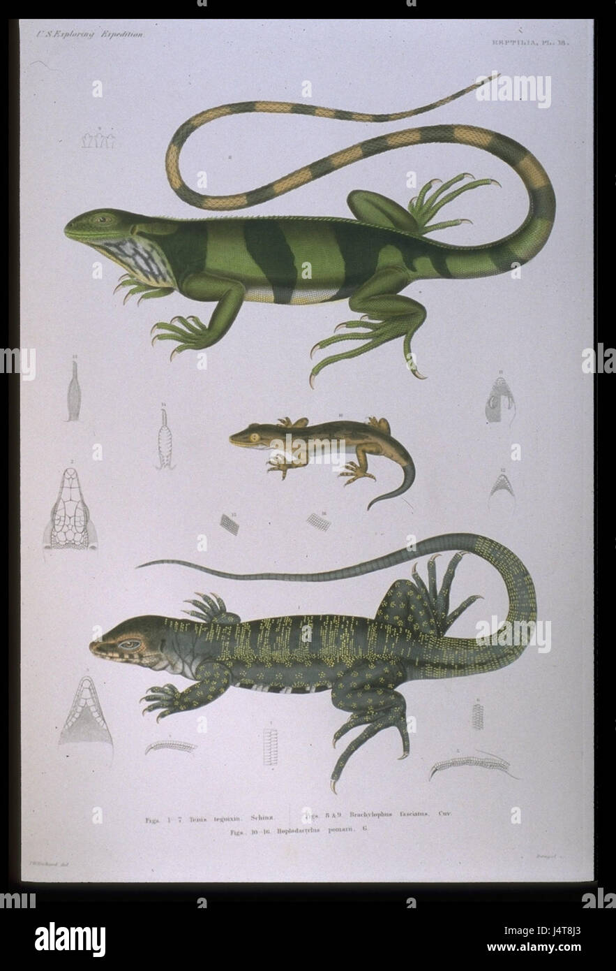 This illustration from the Wilkes Expedition depicts reptiles observed ...