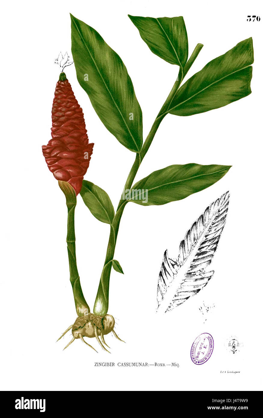 Zingiber montanum, commonly known as the wild ginger, is a species of ...