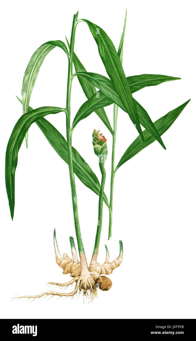 Zingiber officinale Blanco1.131 cropped Stock Photo - Alamy